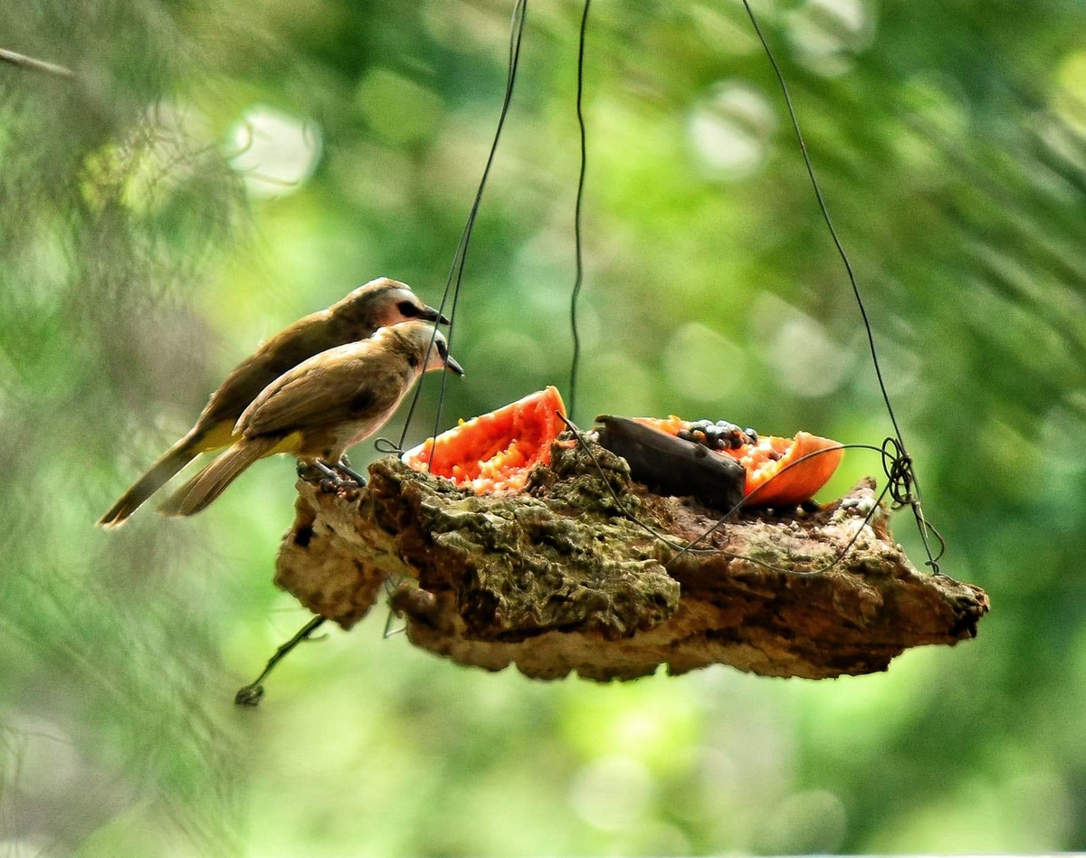 Readme.me - Bird Coffee